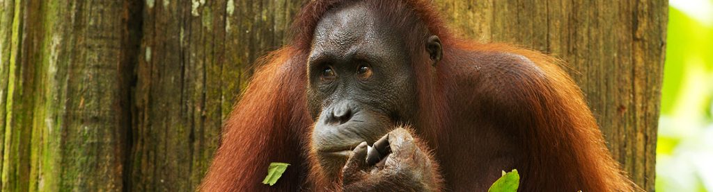 Wildlife of Sabah - DISCOVERY TOURS